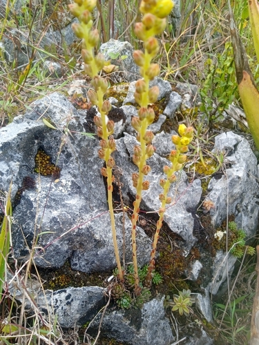 Villadia klopfensteinii · iNaturalist