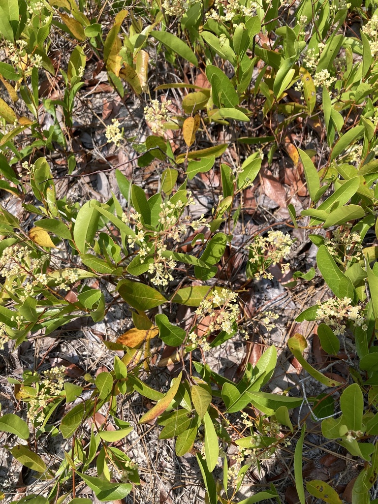 Gopher apple from Hypoluxo Scrub Trail, Hypoluxo, FL, US on May 14 ...