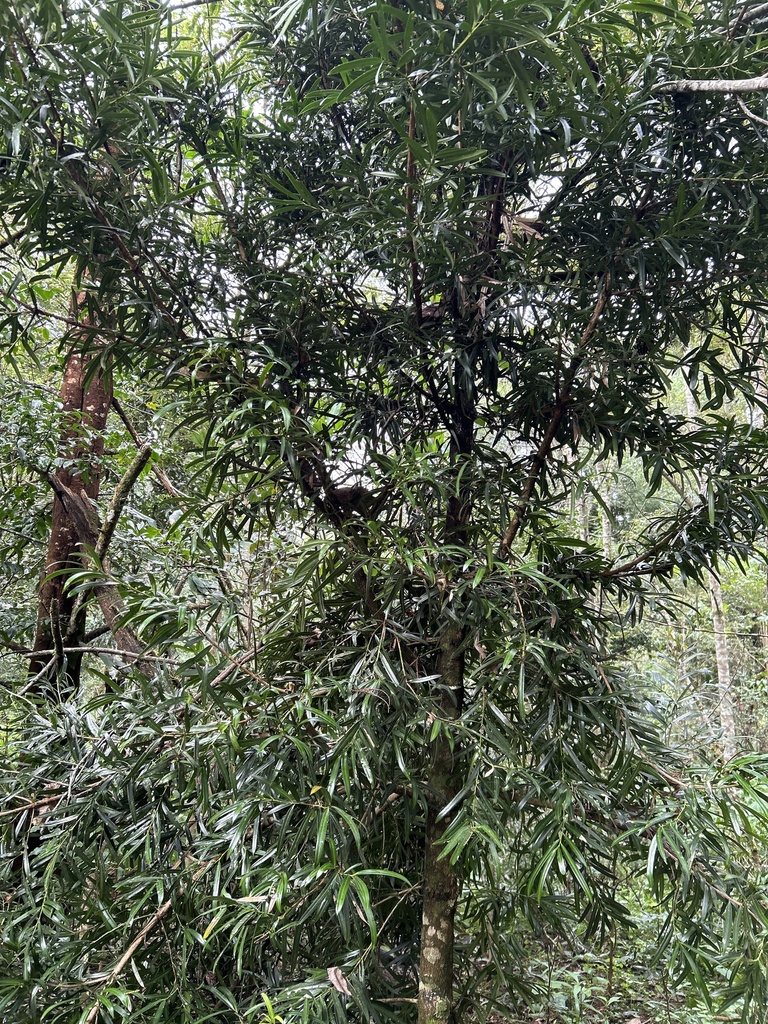 Plum Pine from North Maleny, QLD, AU on May 17, 2024 at 08:56 AM by ...