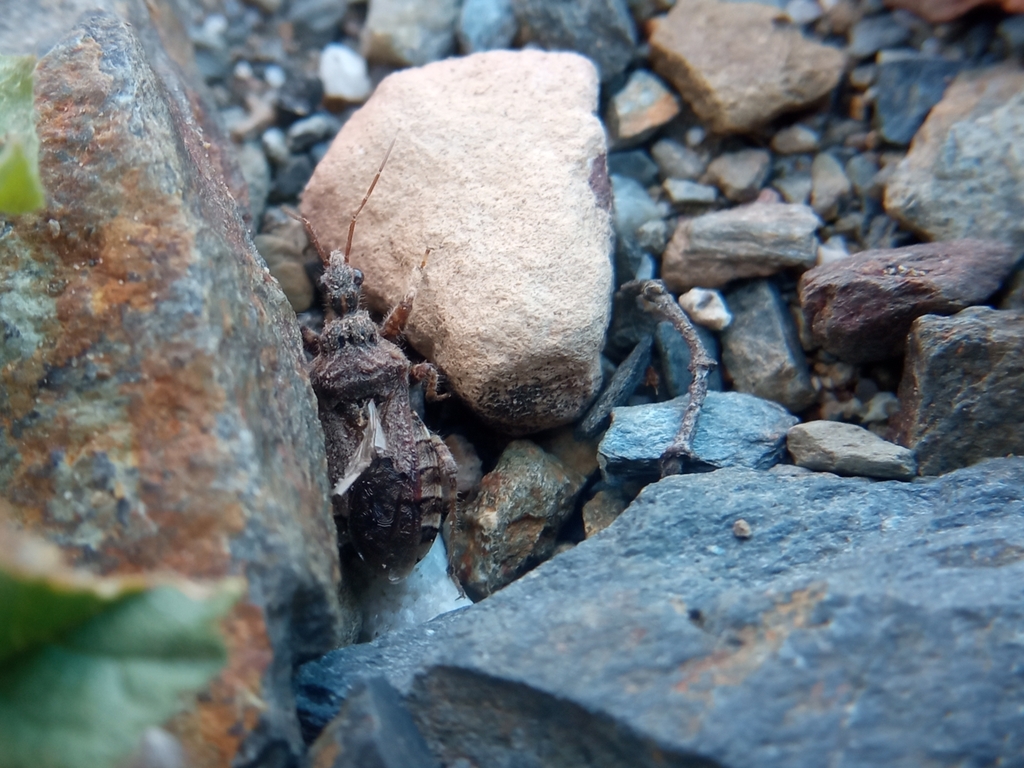 Coranus griseus from Cdad. Jardín, Málaga, España on May 04, 2024 at 12 ...