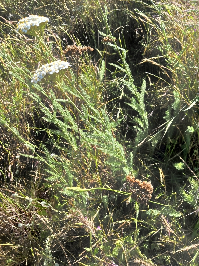 common yarrow from Clayton, CA 94517, USA on May 8, 2024 at 02:56 PM by ...