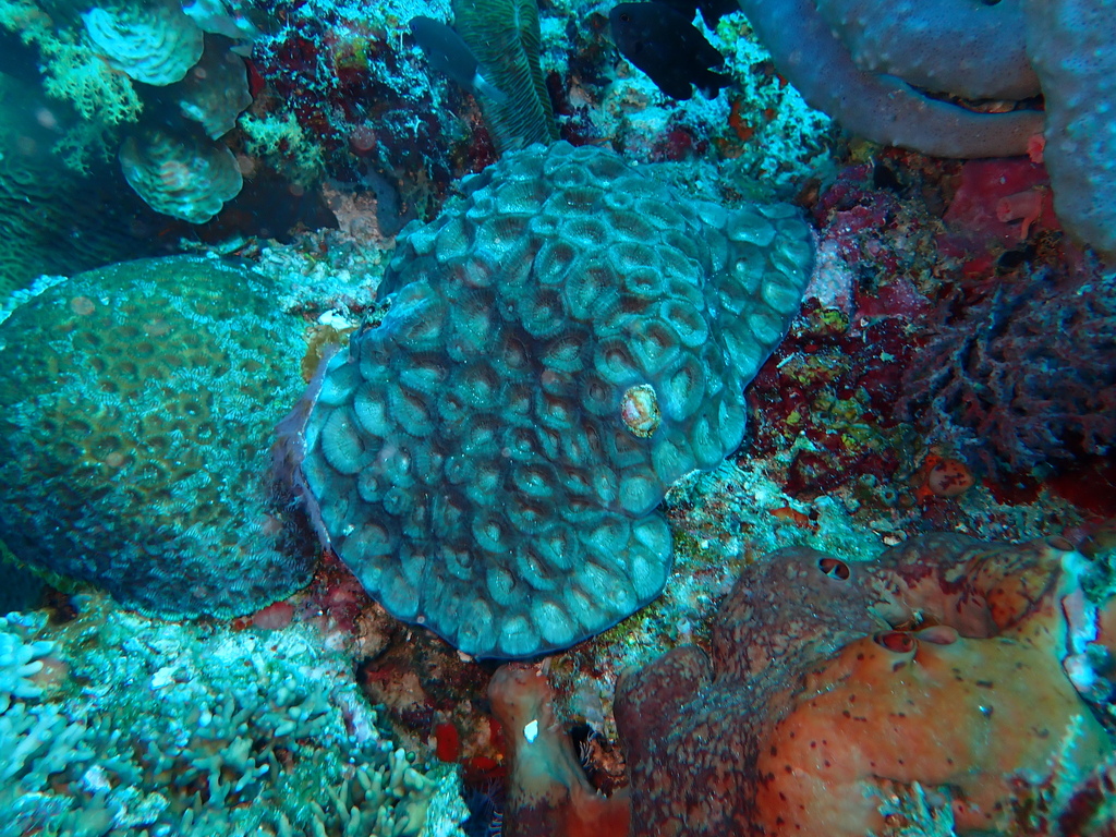 Favites rotundata in May 2024 by tracc · iNaturalist
