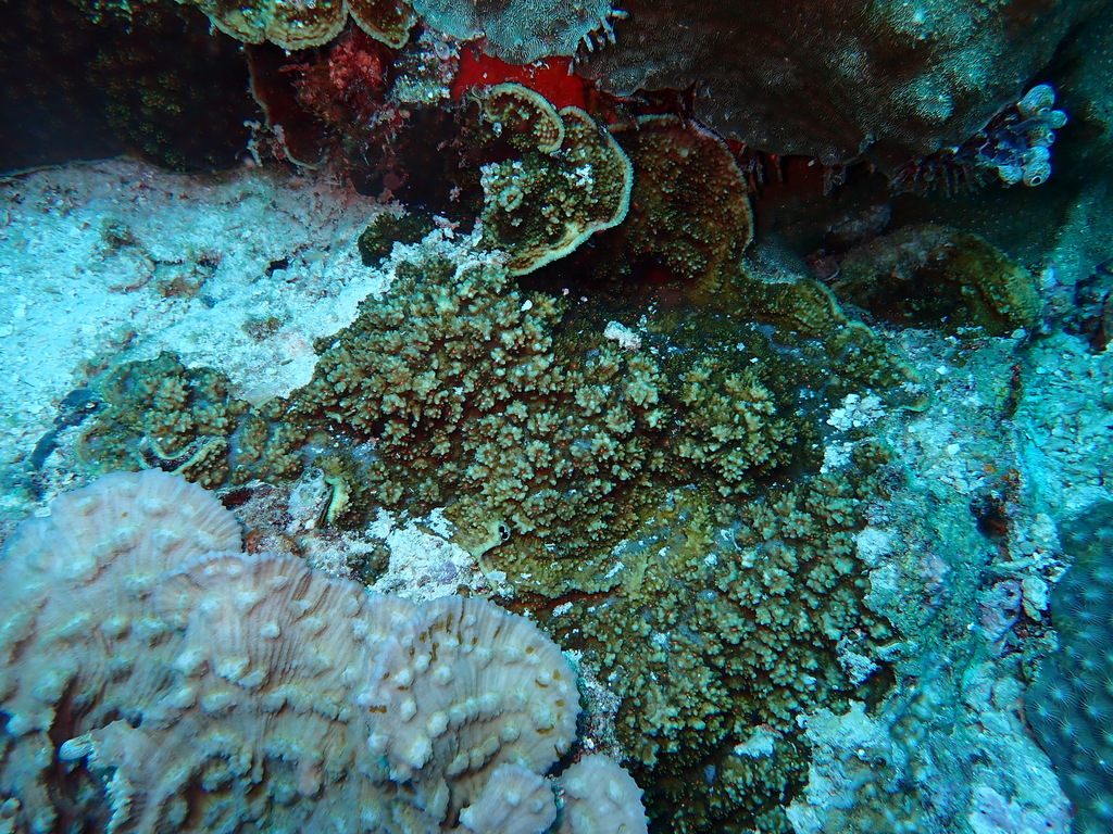 Flat Lettuce Coral from Timba Timba Island, Malaysia on May 12, 2024 at ...