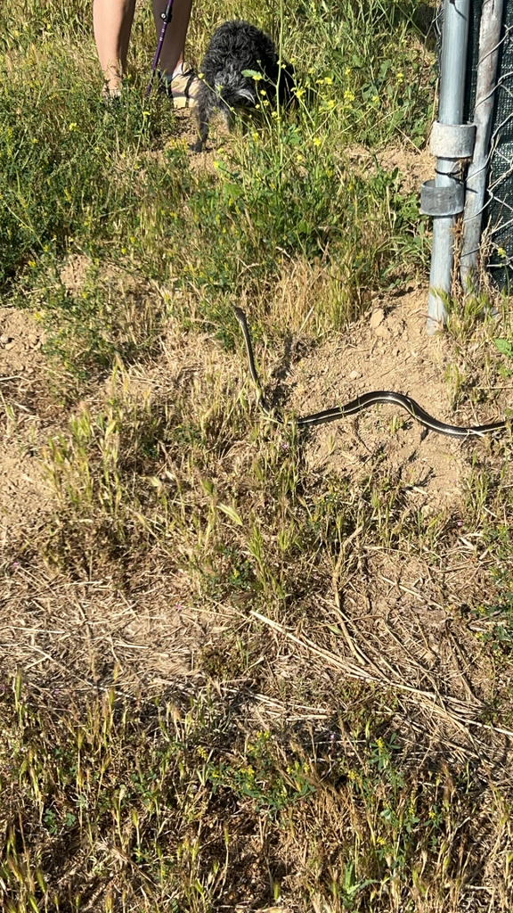 Striped Racer from Los Angeles County, US-CA, US on May 16, 2024 at 05: ...