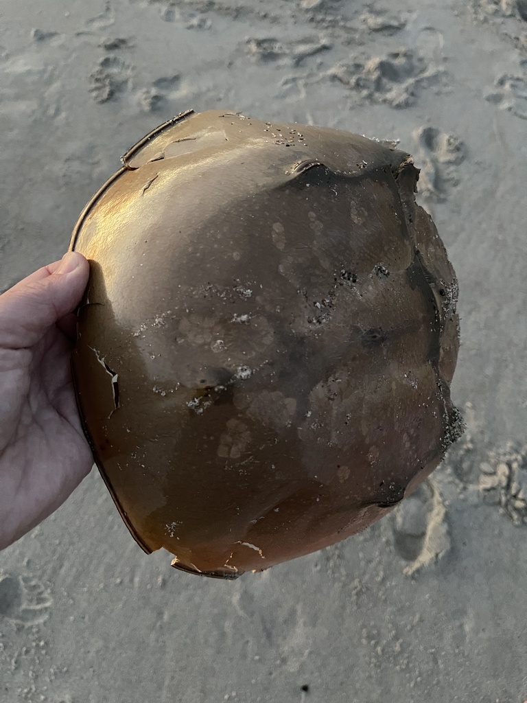 Atlantic Horseshoe Crab from North Atlantic Ocean, Pine Knoll Shores ...