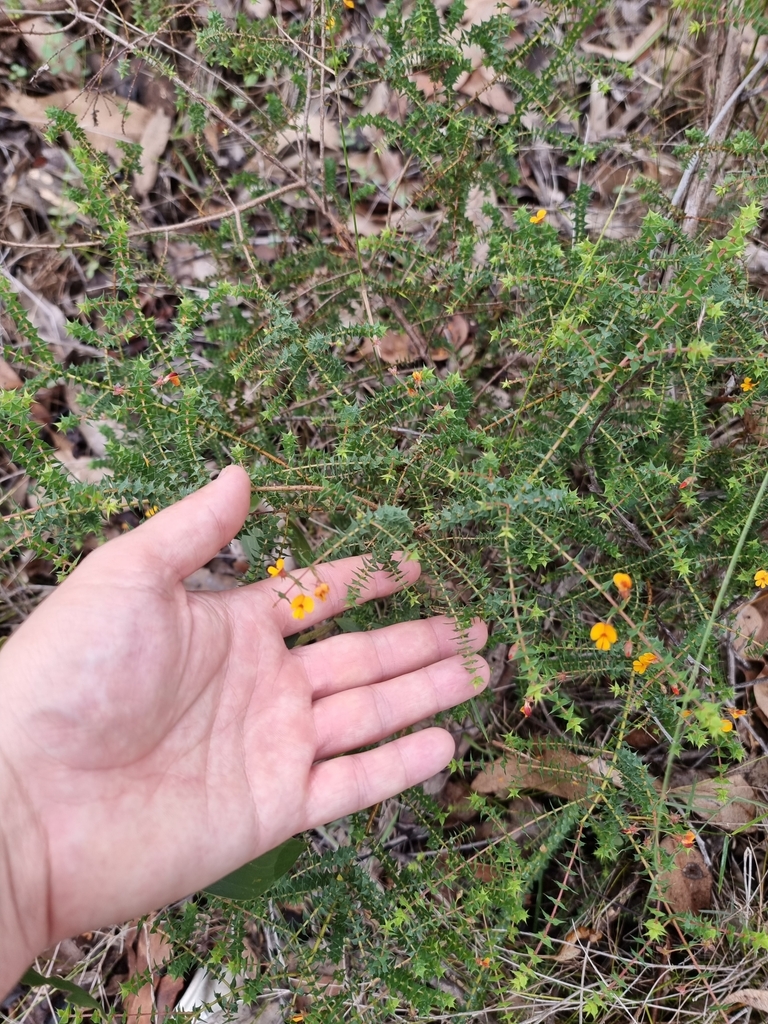 spiny bush-pea from Glenugie NSW 2460, Australia on May 17, 2024 at 10: ...