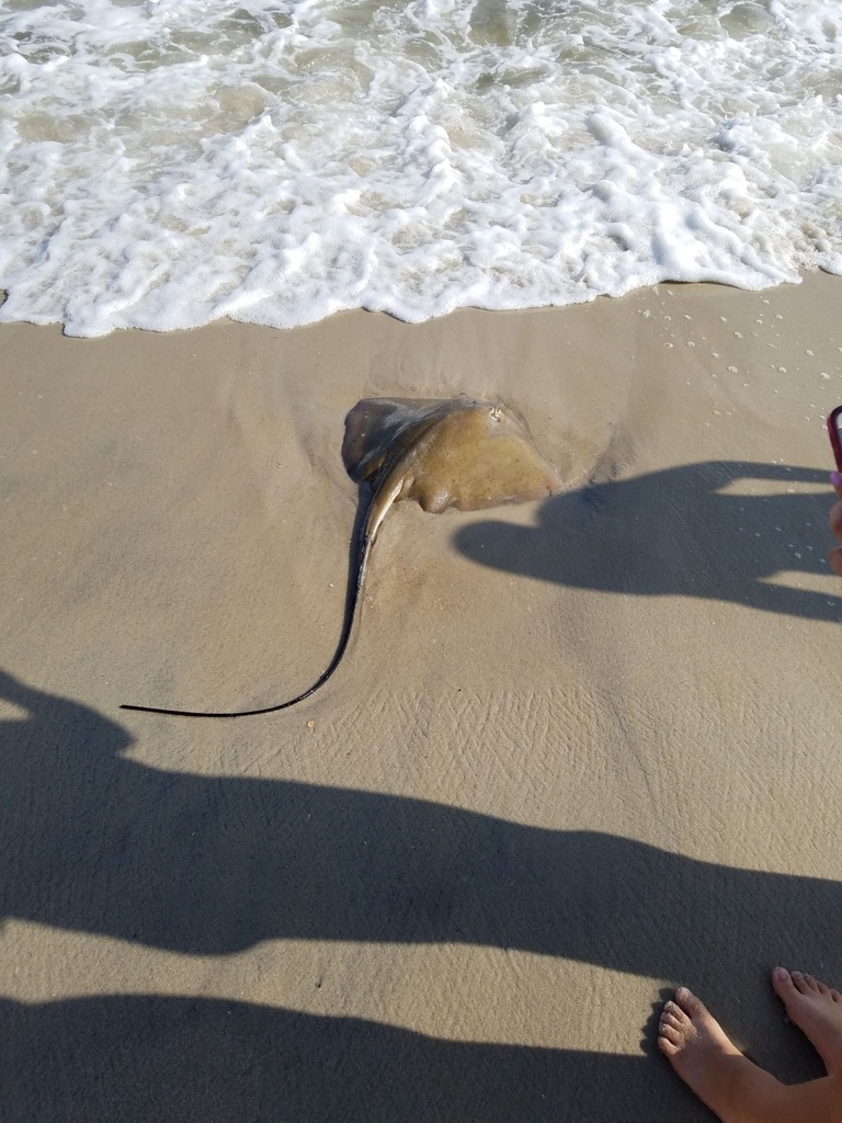 Hypanus from Stock Ln, Rensselaer, NY, US by Aydan Walsh · iNaturalist