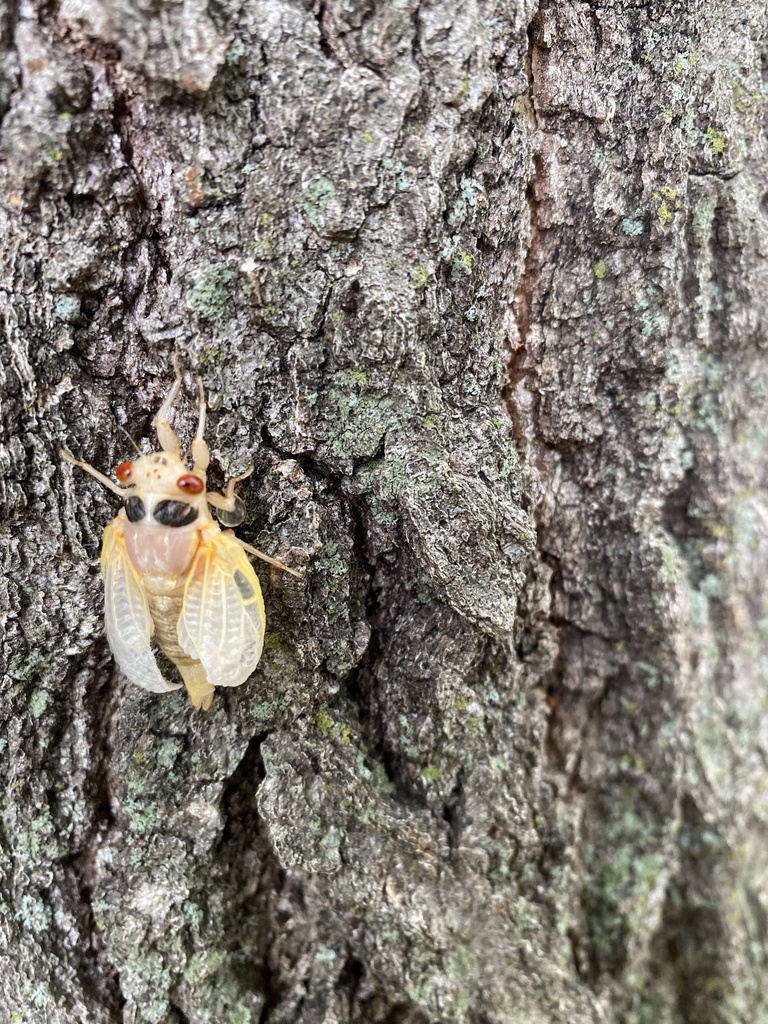 Periodical Cicadas from Country Stone Dr, Manchester, MO, US on May 14, 2024 at 10:21 AM by ...