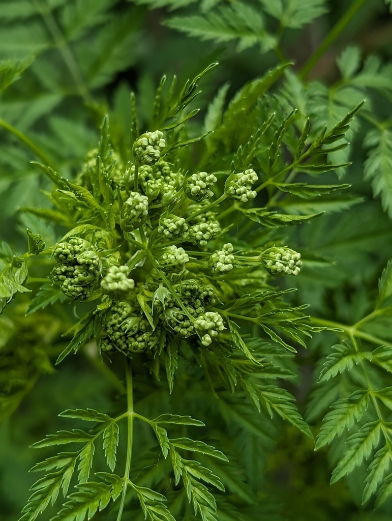 poison hemlock from Olathe, KS, USA on May 12, 2024 at 05:28 PM by ...