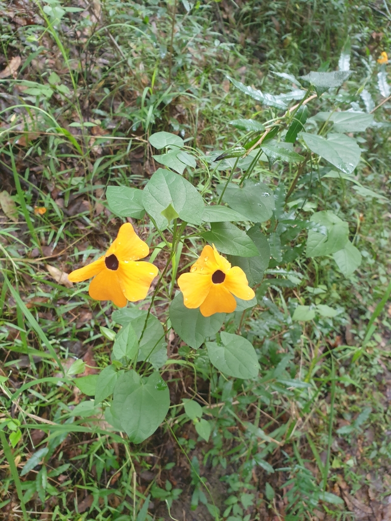Black-eyed Susan vine from Mount Gravatt QLD 4122, Australia on May 17 ...