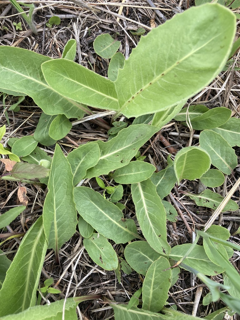 rough rattlesnake root in May 2024 by Dan · iNaturalist