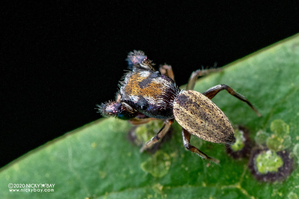 Typical Jumping Spiders from Mandai Rd Track 7, Singapore on November 7 ...