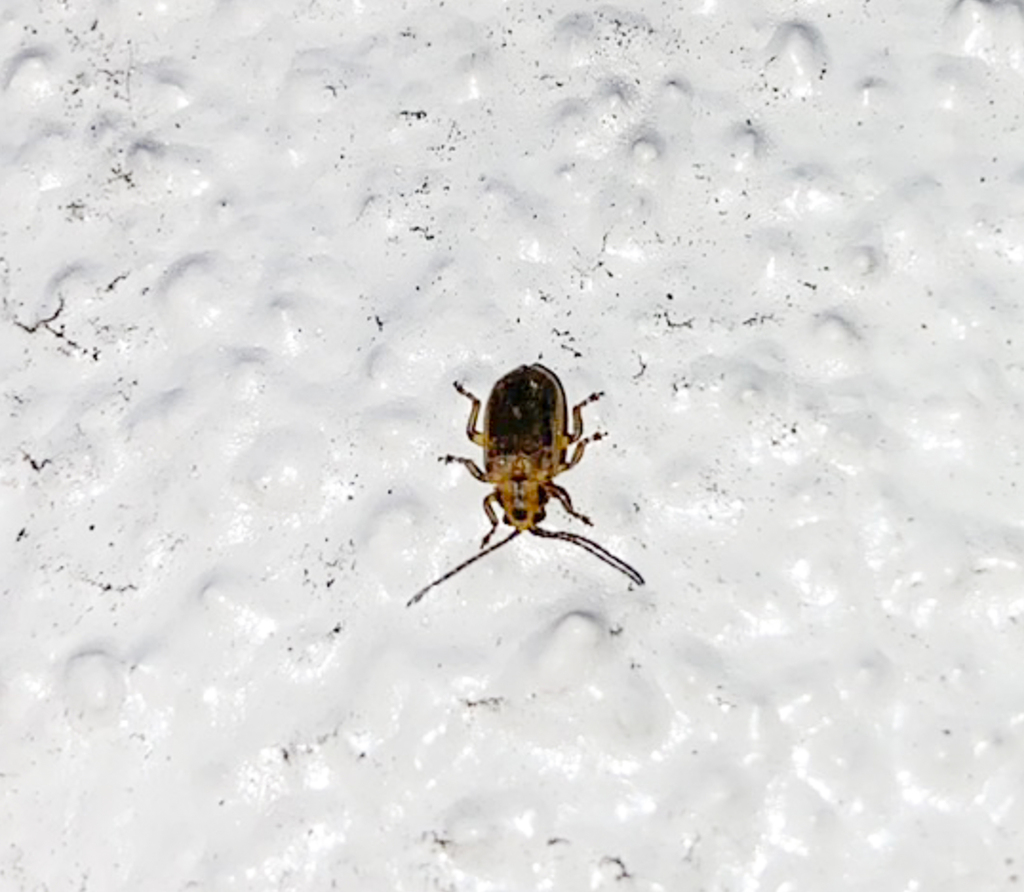 Pyrrhalta humeralis from Shirokanedai, Minato City, Tokyo 108-0071 ...