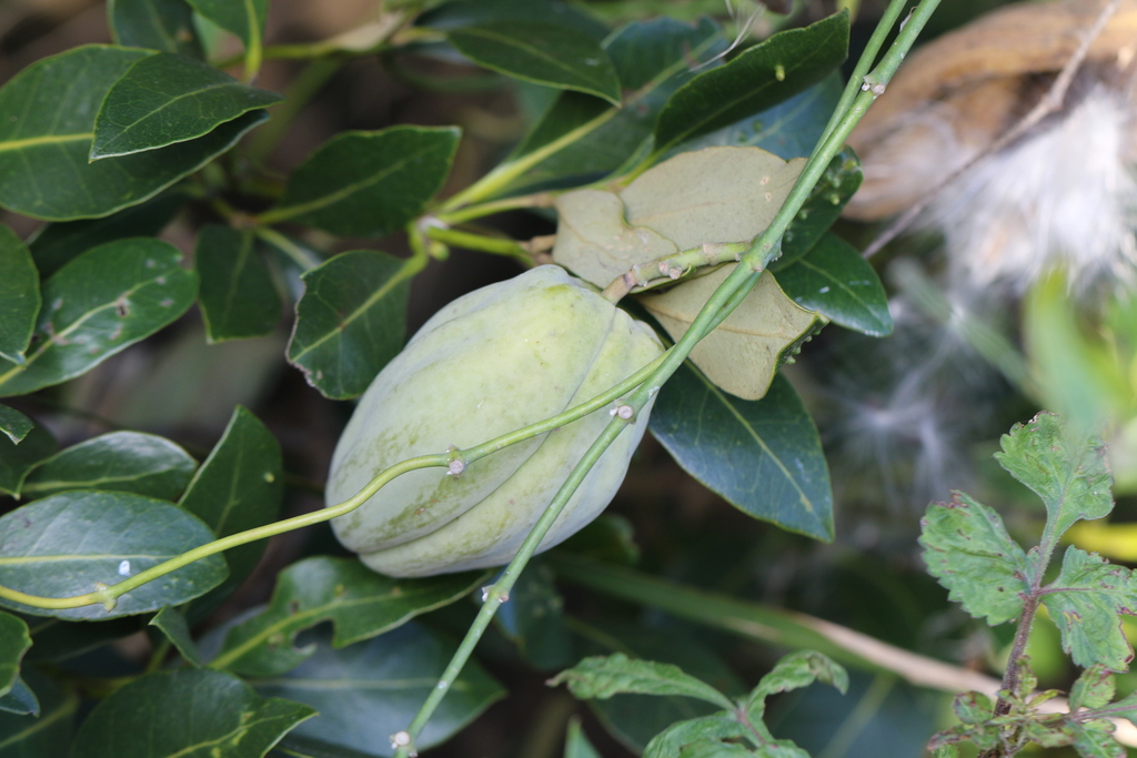 Moth Vine from Sydney NSW, Australia on May 16, 2024 at 04:38 PM by ...