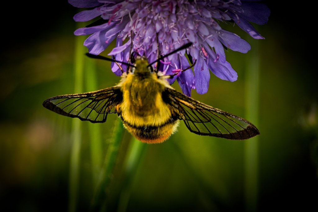 Narrow-bordered Bee Hawkmoth from Bratislava, Slovensko on May 14, 2024 ...