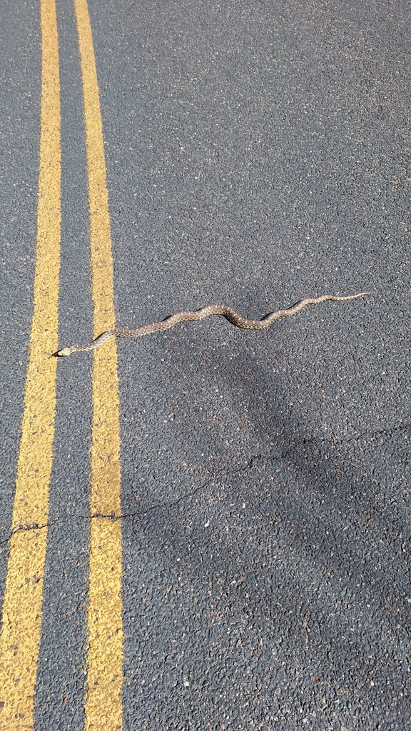 Gopher Snake from Tonto Natural Bridge State Park on May 16, 2024 at 03 ...