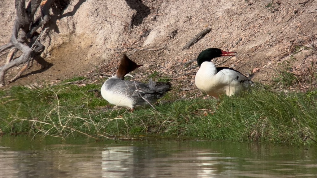 Common Merganser from Briargate, Usaf Academy, CO, US on May 16, 2024 ...