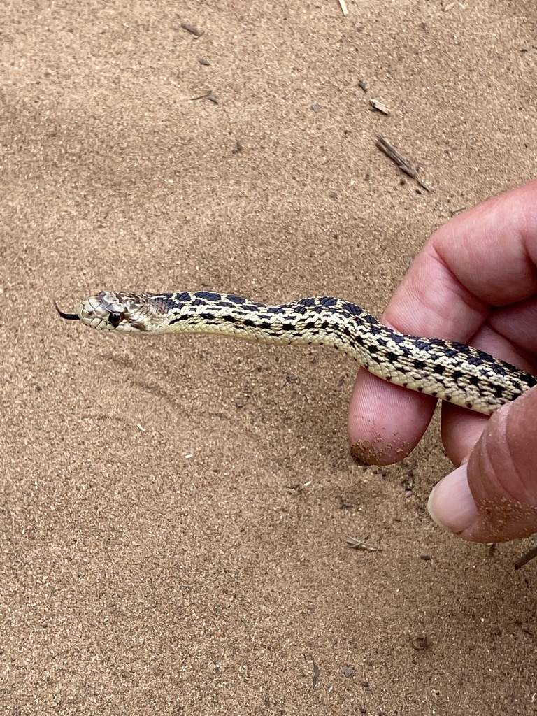 Gopher Snake from Back Bay Loop Trail, Los Osos, CA, US on May 16, 2024 ...