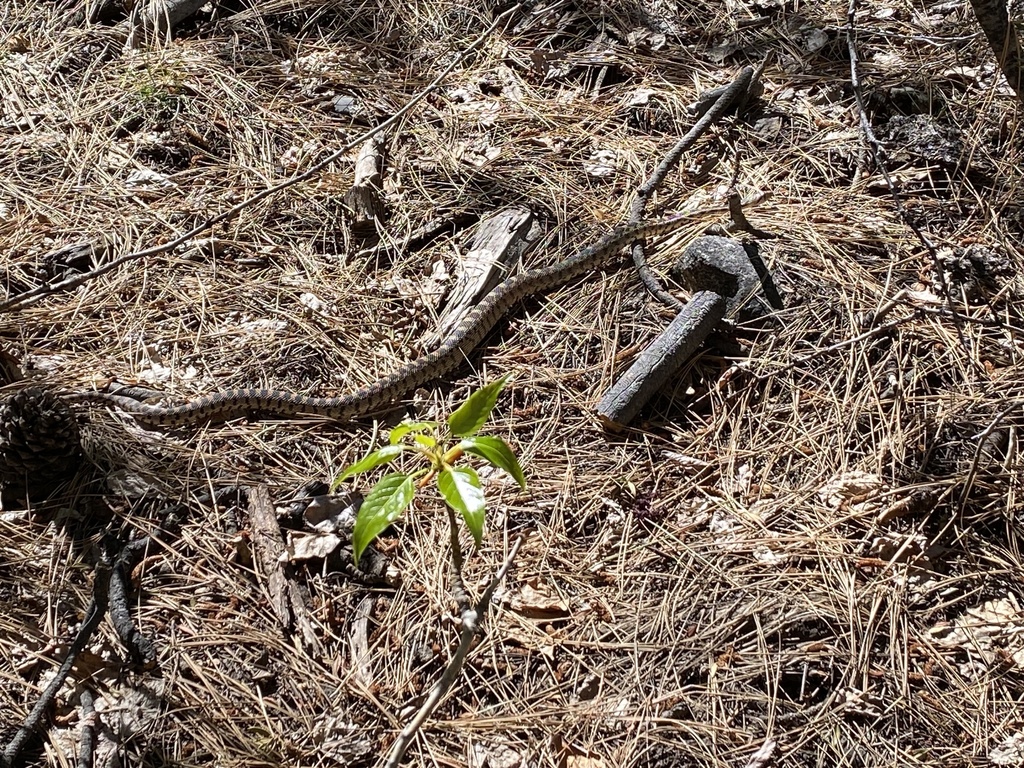 Gopher Snake from Humboldt-Toiyabe National Forest, Reno, NV, US on May ...
