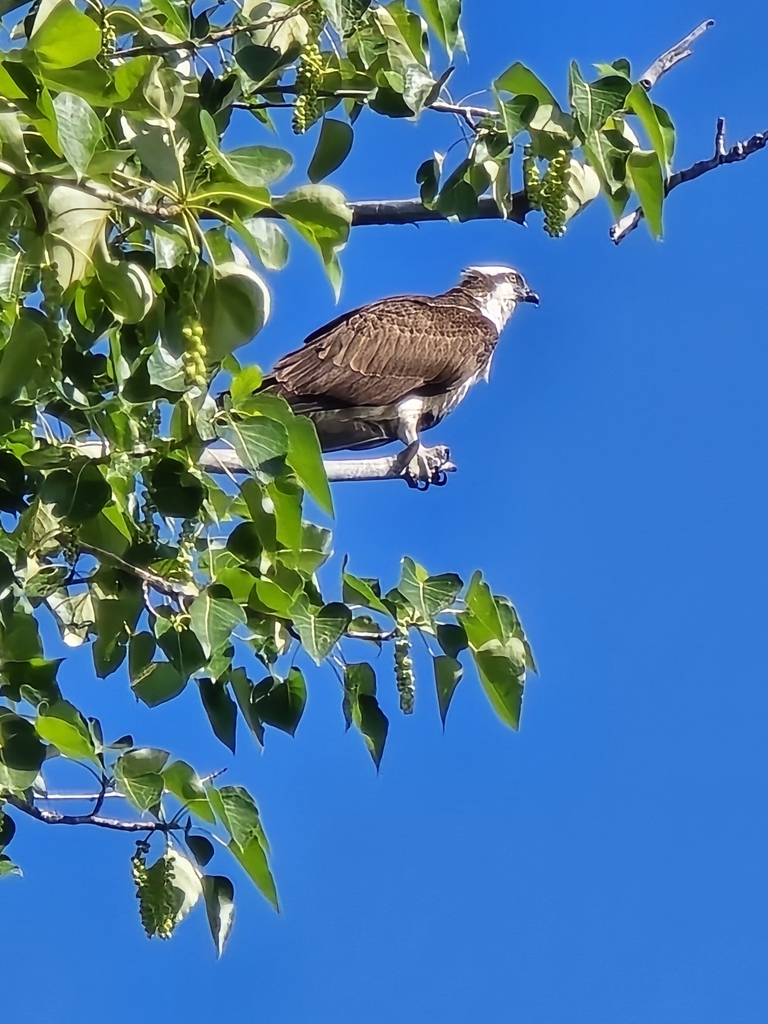 Osprey from West Wenatchee, WA 98801, USA on May 16, 2024 at 08:57 AM ...