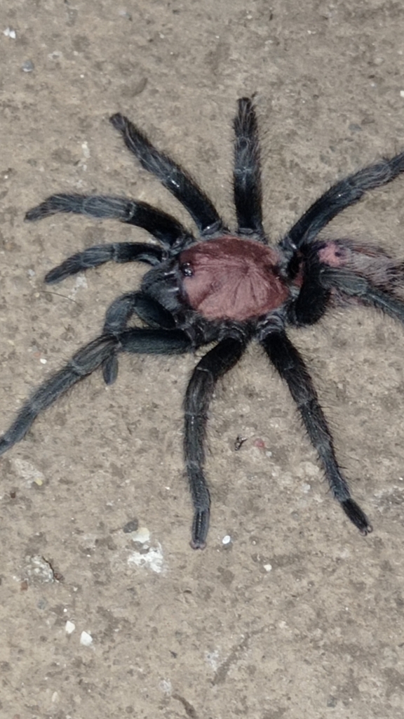 Guatemalan Tiger Rump Tarantula from Jucuapa on May 11, 2024 at 10:51 ...
