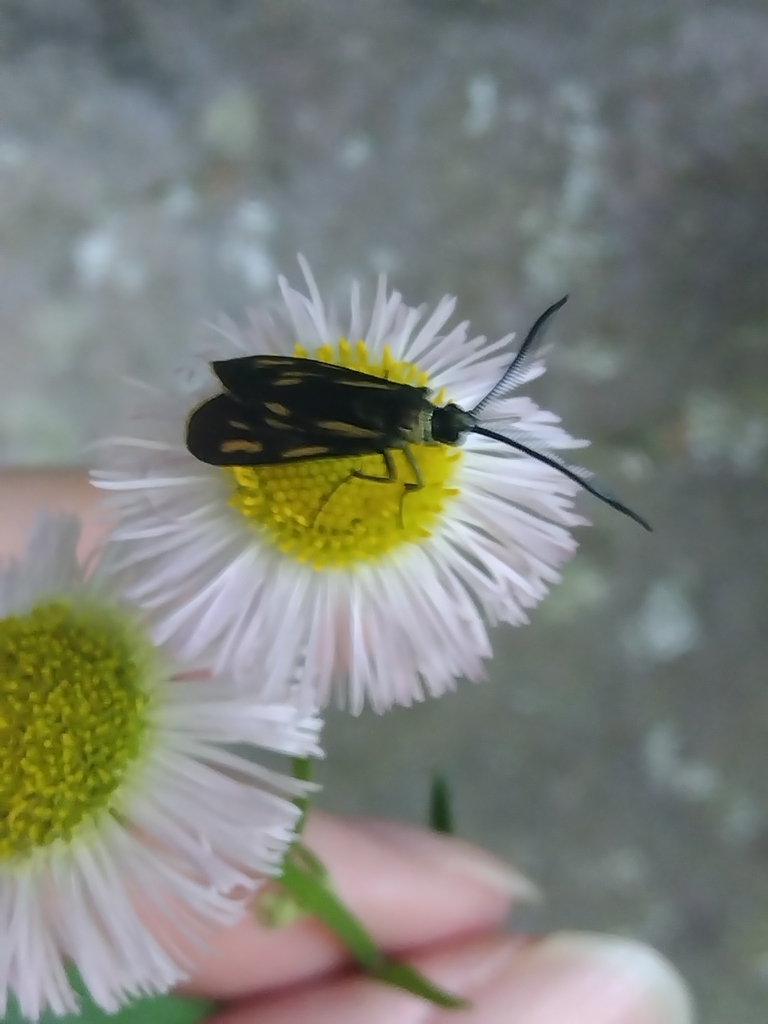 Balataea gracilis from 日本、〒227-0036 神奈川県横浜市青葉区奈良町2593−2 on May 17, 2024 ...