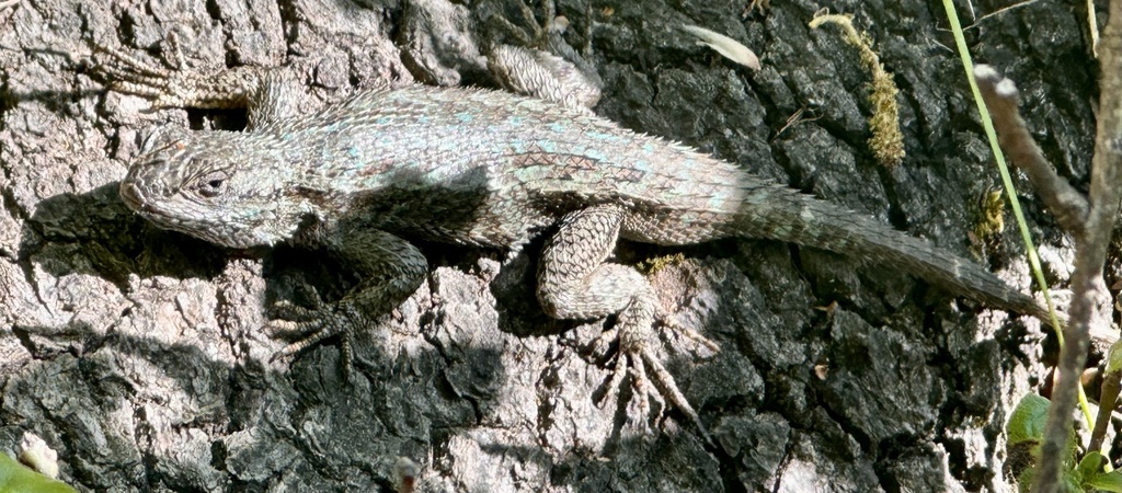 Western Fence Lizard from Teddy Bear Cove Trail, Bellingham, WA, US on ...