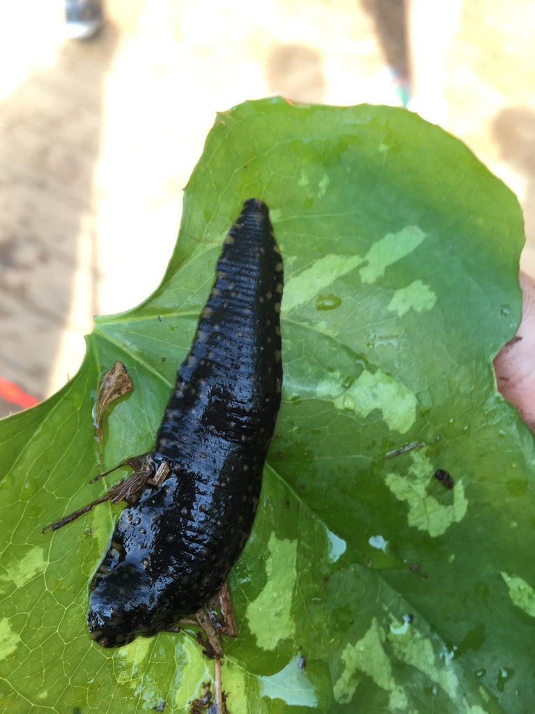 Leeches from Oconee National Forest, Eatonton, GA, US on May 7, 2019 at ...