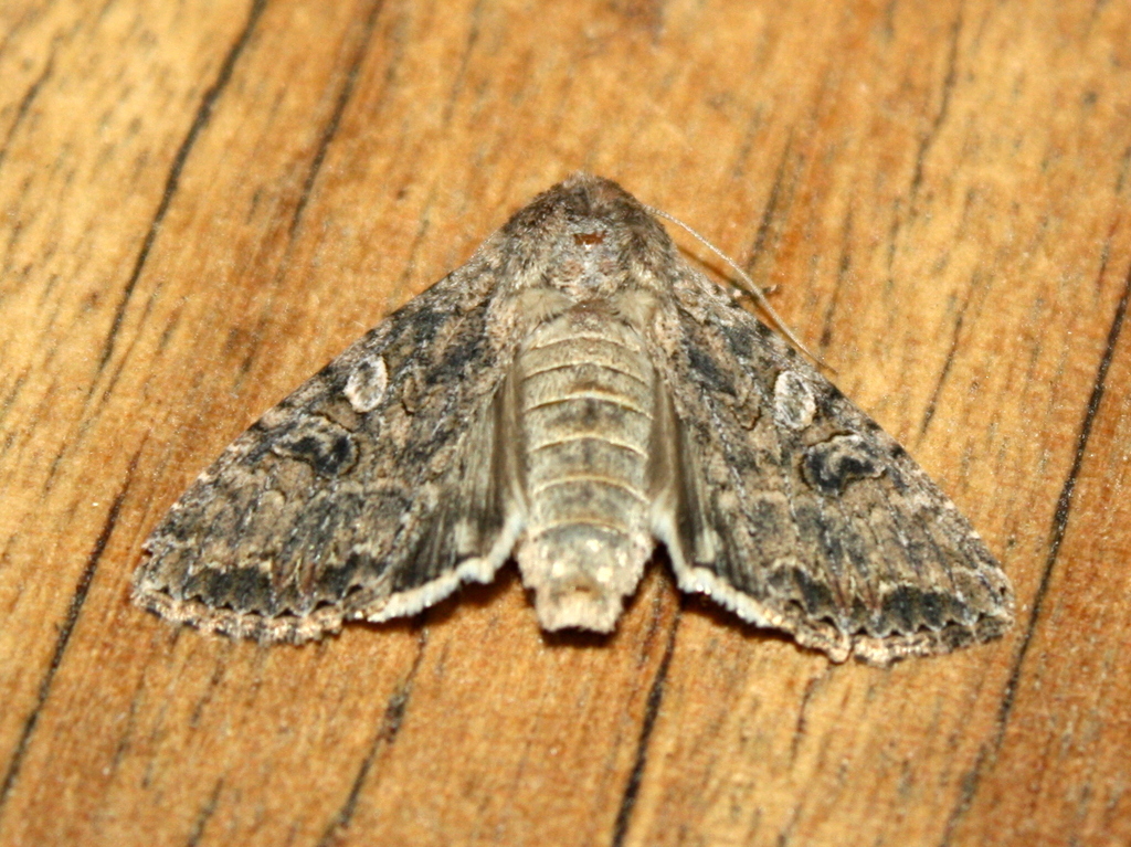 Nutmeg Moth from 15537 Erkner, Deutschland on May 16, 2024 by Jörg und ...