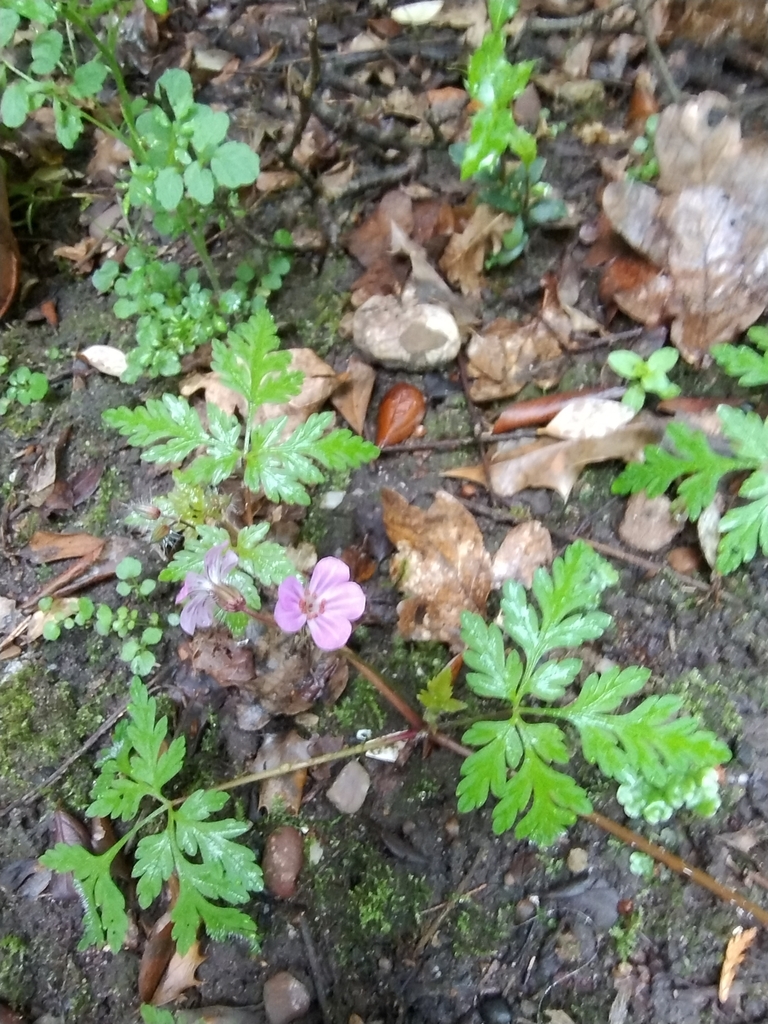 Herb Robert from Sutton Coldfield B75, UK on May 17, 2024 at 08:56 AM ...