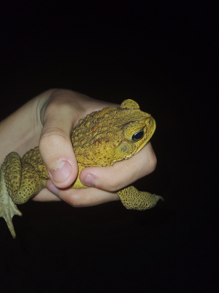 Cane Toad from Moore Park Beach QLD 4670, Australia on May 17, 2024 at ...