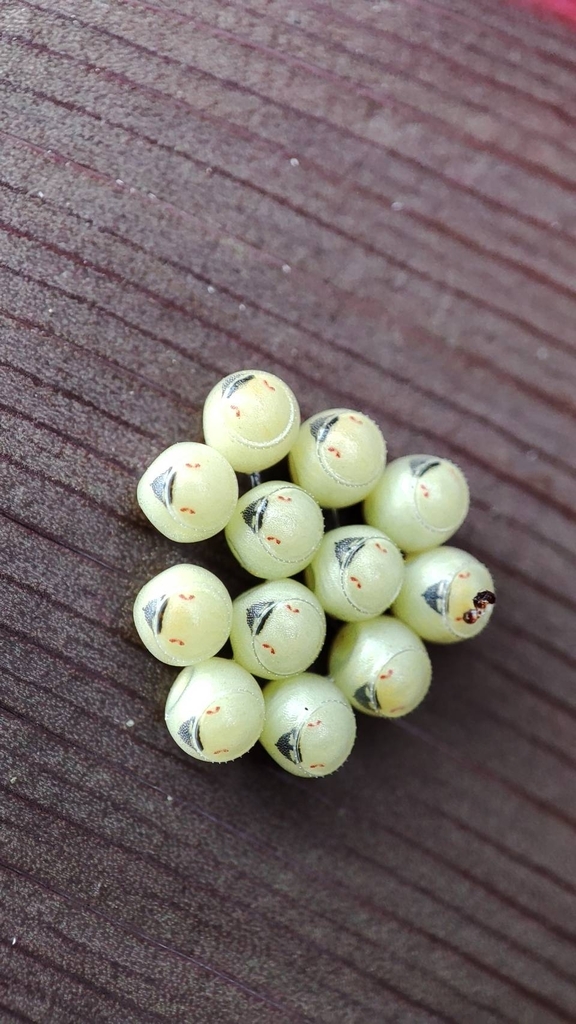 Lychee Stink Bug from 515台灣彰化縣大村鄉行政大樓 on May 16, 2024 at 02:15 PM by ...