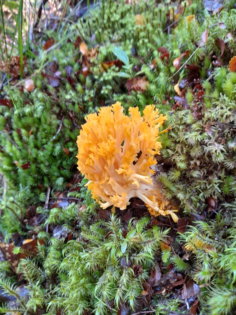 Coral Fungi from Blenheim 7275, New Zealand on May 17, 2024 at 12:08 PM ...