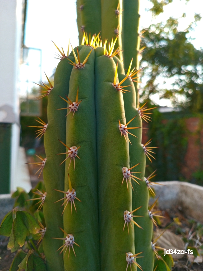 Sacred Column Cactus in May 2024 by Danie Venter · iNaturalist