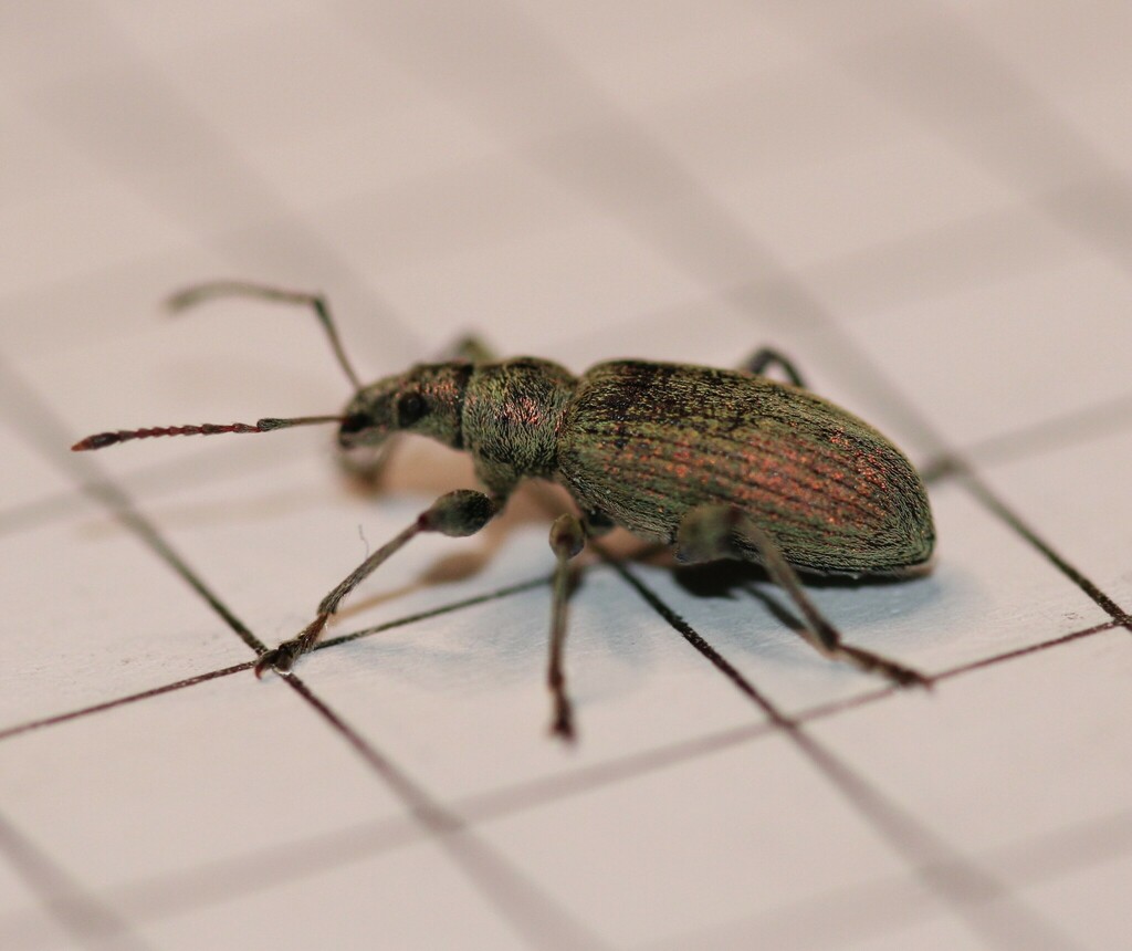 Nettle weevil from Puszczykowo, Poland on May 17, 2024 at 11:48 AM by ...