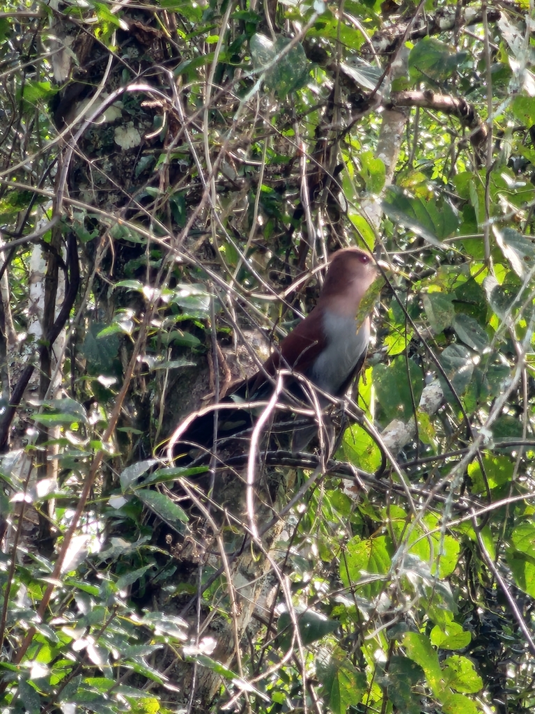 Squirrel Cuckoo from Centro, Pato Branco - PR, Brasil on May 11, 2024 ...
