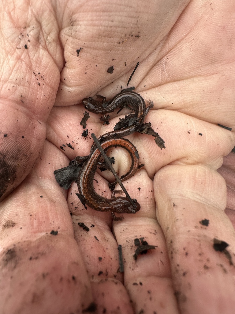 Webster's Salamander in March 2024 by Benjamin Genter · iNaturalist