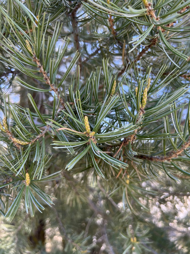 Parry pinyon from San Bernardino National Forest, Anza, CA, US on May ...
