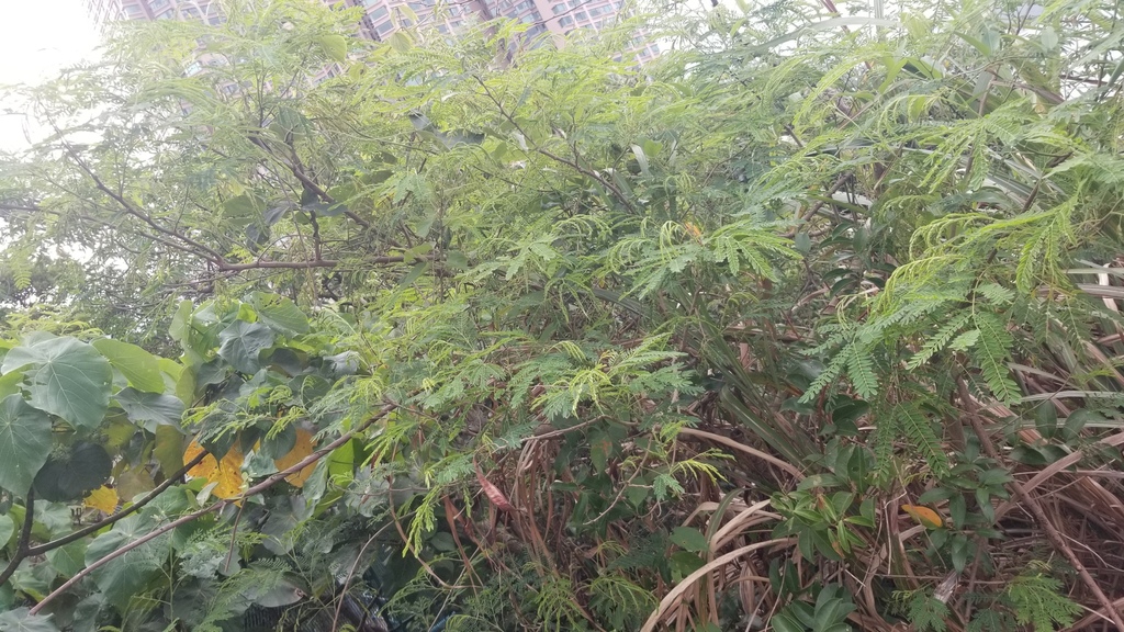 White leadtree from Cape Collinson, Hong Kong on May 17, 2024 at 05:43 ...