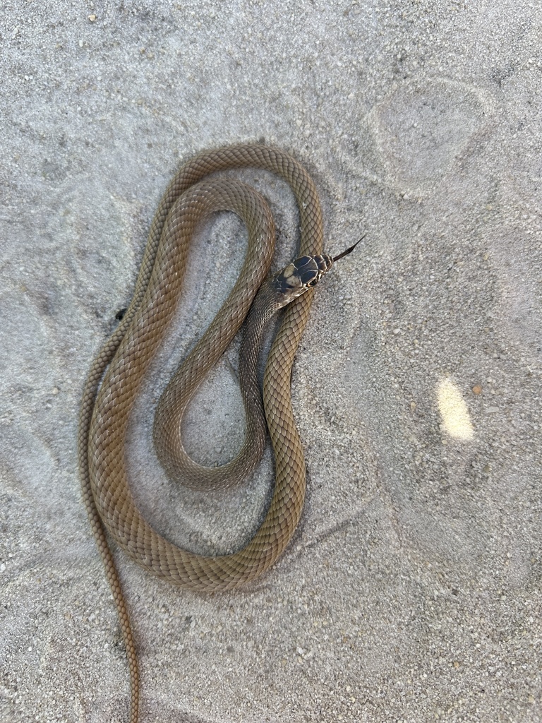 Coachwhip in April 2024 by Benjamin Genter · iNaturalist
