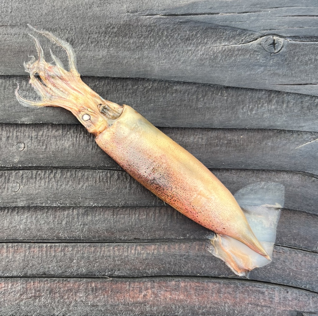 Squids and Cuttlefishes from Mississippi River, Gretna, LA, US on May ...
