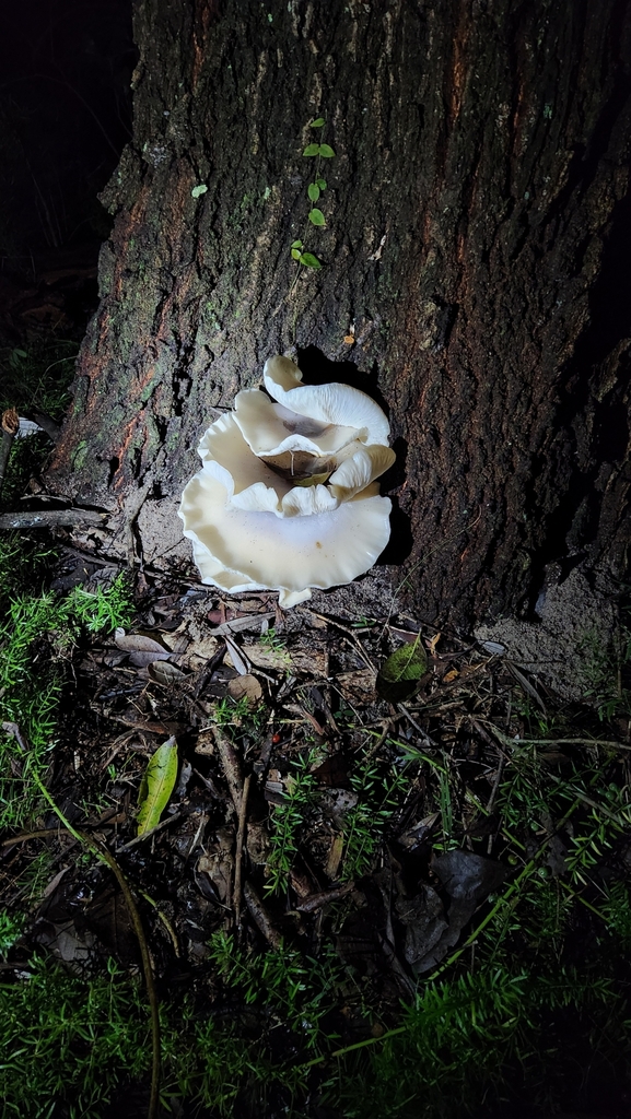 ghost fungus from North Wollongong NSW 2500, Australia on May 6, 2024 ...