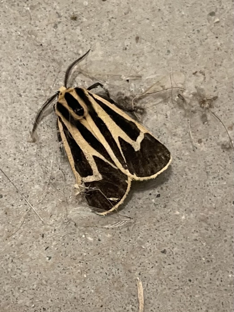 Apantesis from Perkins Rd, Baton Rouge, LA, US on May 16, 2024 at 08:53 ...