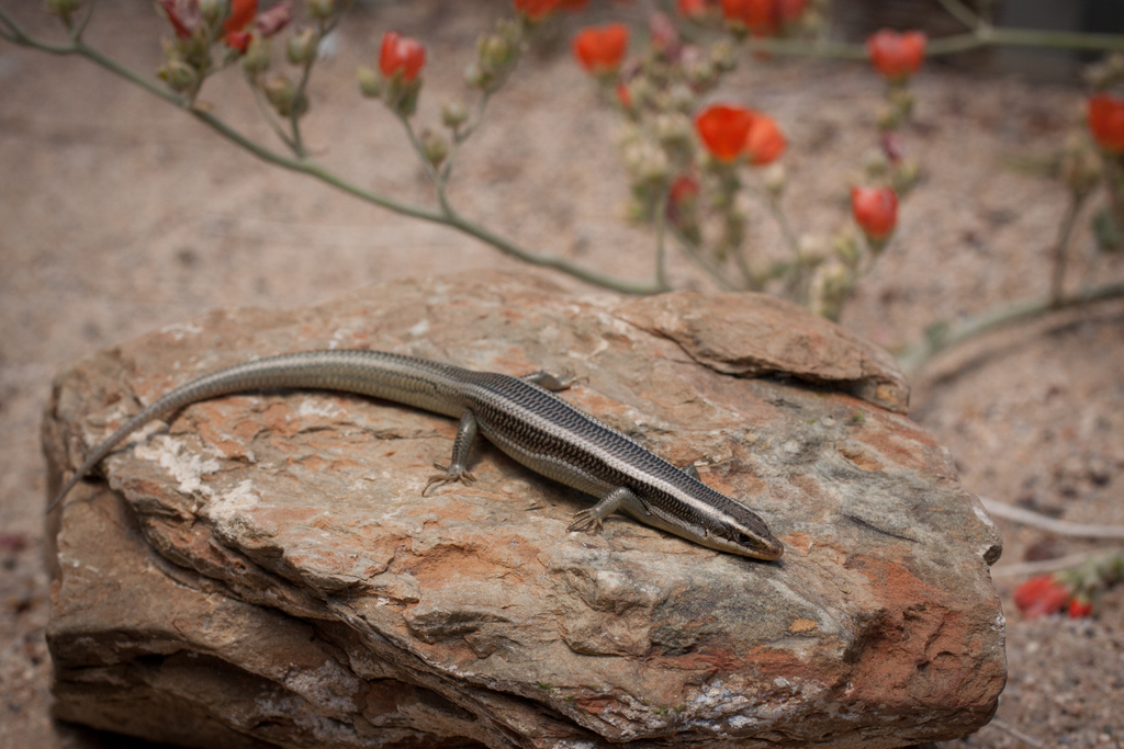 Western Red-tailed Skink in May 2016 by naturalisttrent · iNaturalist