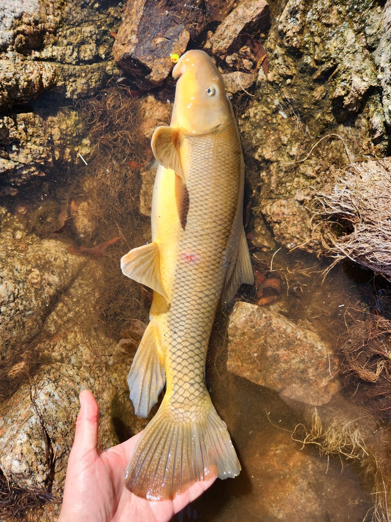 Sonora Sucker from Salt River, Maricopa County, AZ, USA on February 13 ...