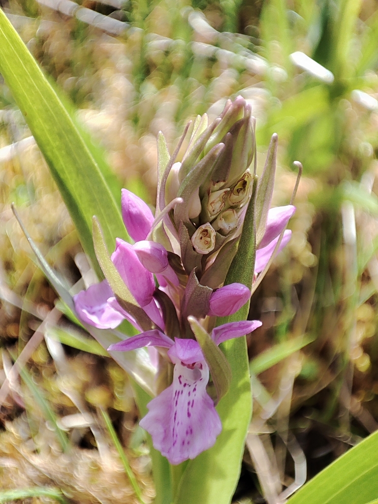 Southern Marsh-orchid from Manchester M40 5BP, UK on May 17, 2024 at 12 ...