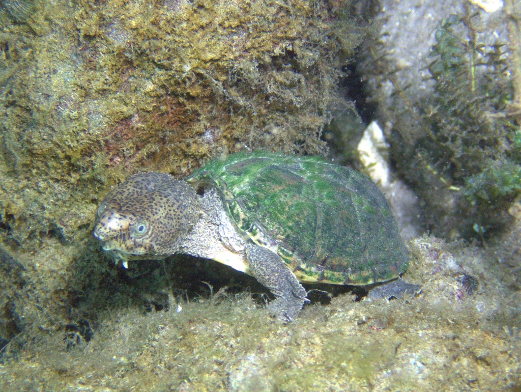 Loggerhead Musk Turtle from Rainbow River, Dunnellon, FL, US on January ...