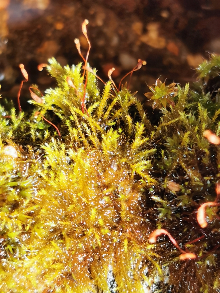 creeping feather-moss from 60130 Bulles, France on May 17, 2024 at 12: ...
