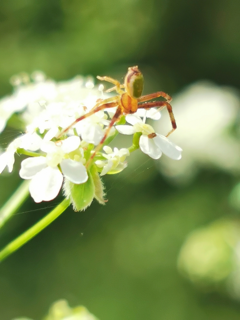 Triangle Crab Spider from 60130 Bulles, France on 17 May, 2024 at 12:09 ...