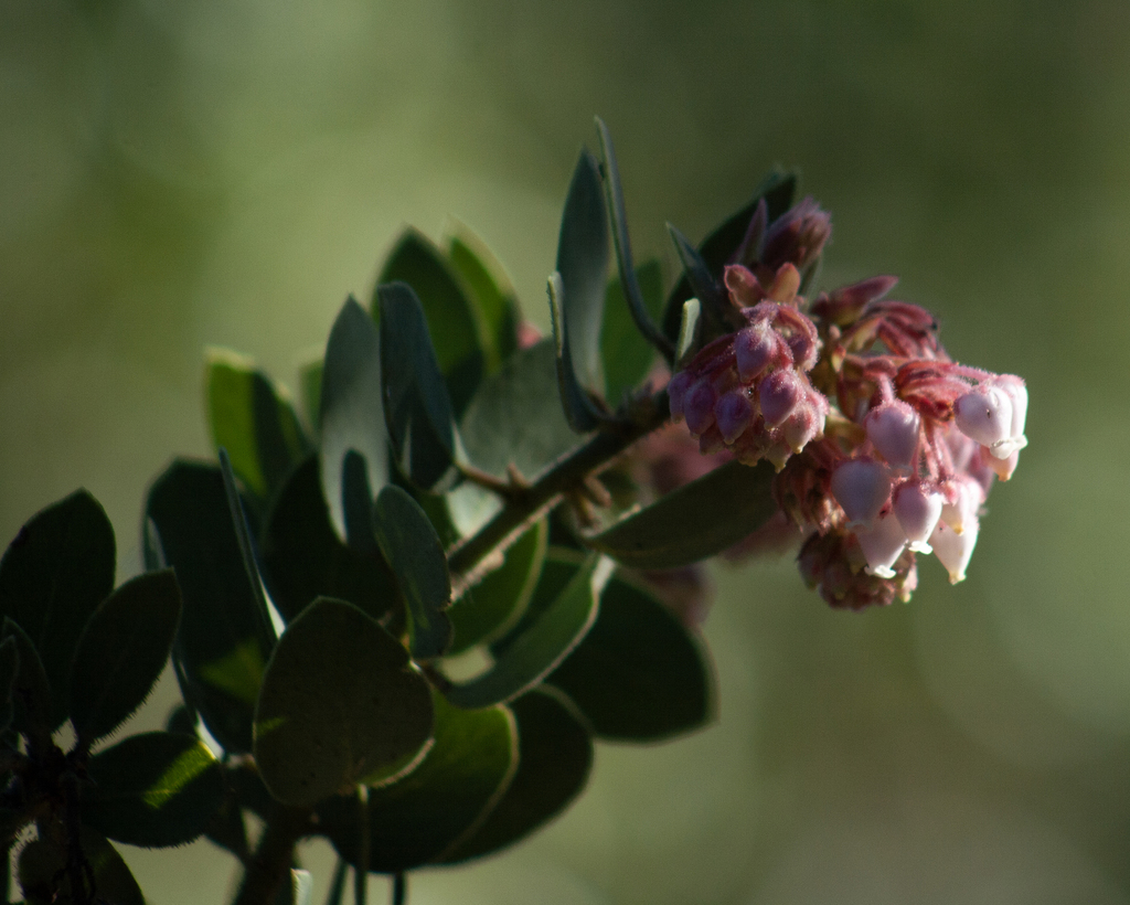 Pringle's manzanita from Idyllwild-Pine Cove, CA, USA on May 11, 2024 ...